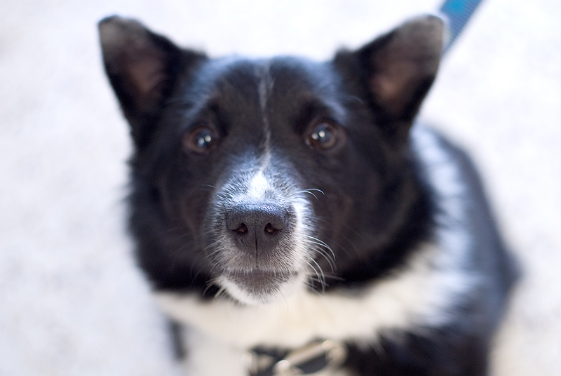 Heartworm and Intestinal Parasites - Auburn Animal Hospital